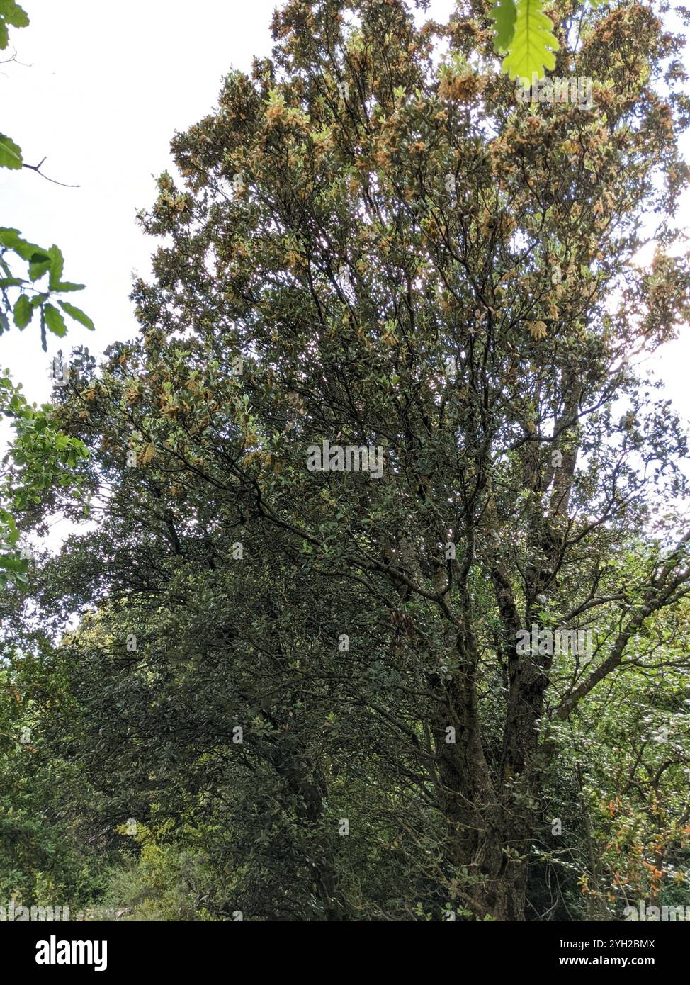 evergreen oak (Quercus ilex Stock Photo - Alamy