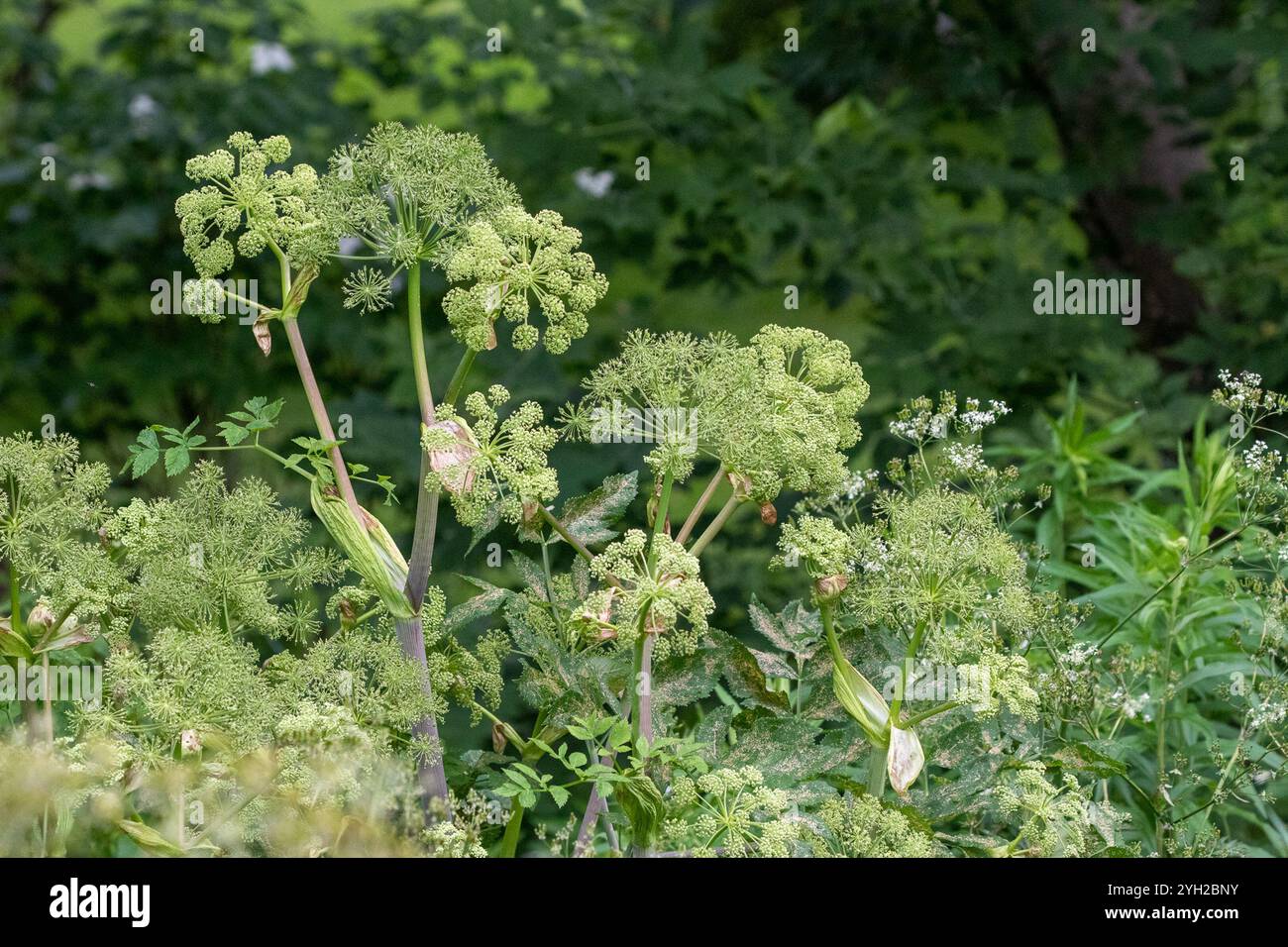purple-stemmed angelica (Angelica atropurpurea Stock Photo - Alamy
