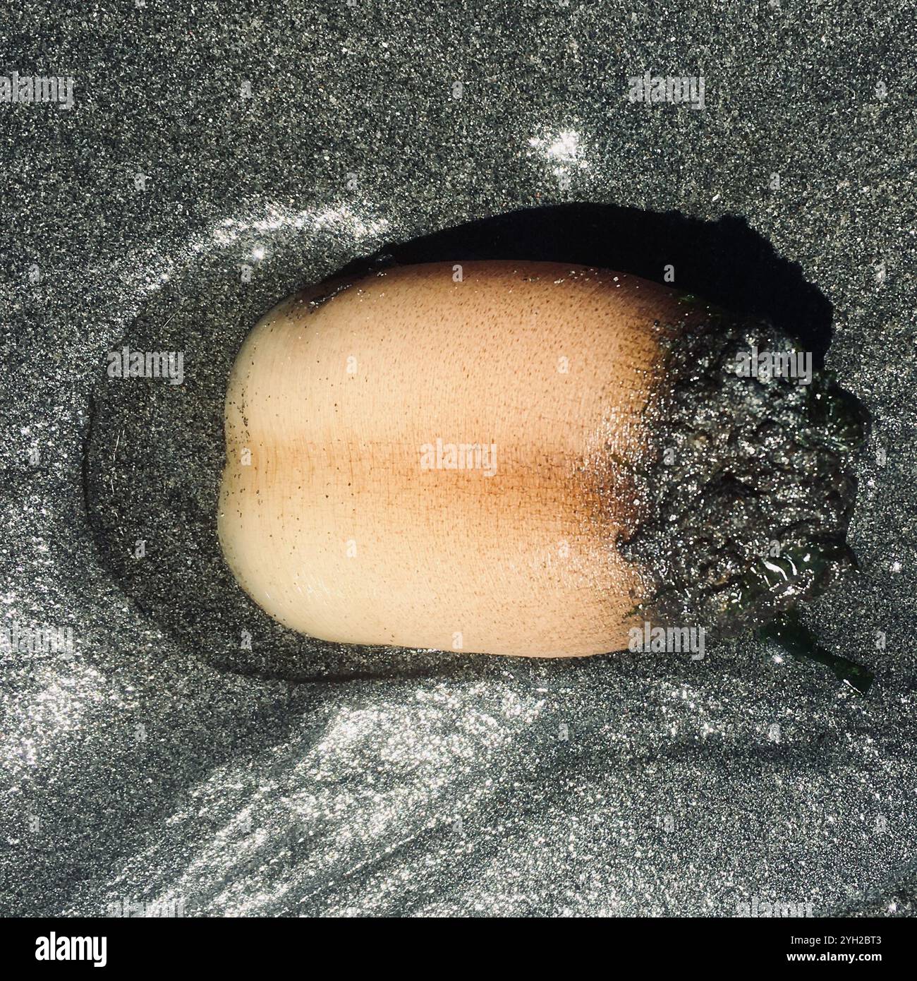 Pacific geoduck hi-res stock photography and images - Alamy