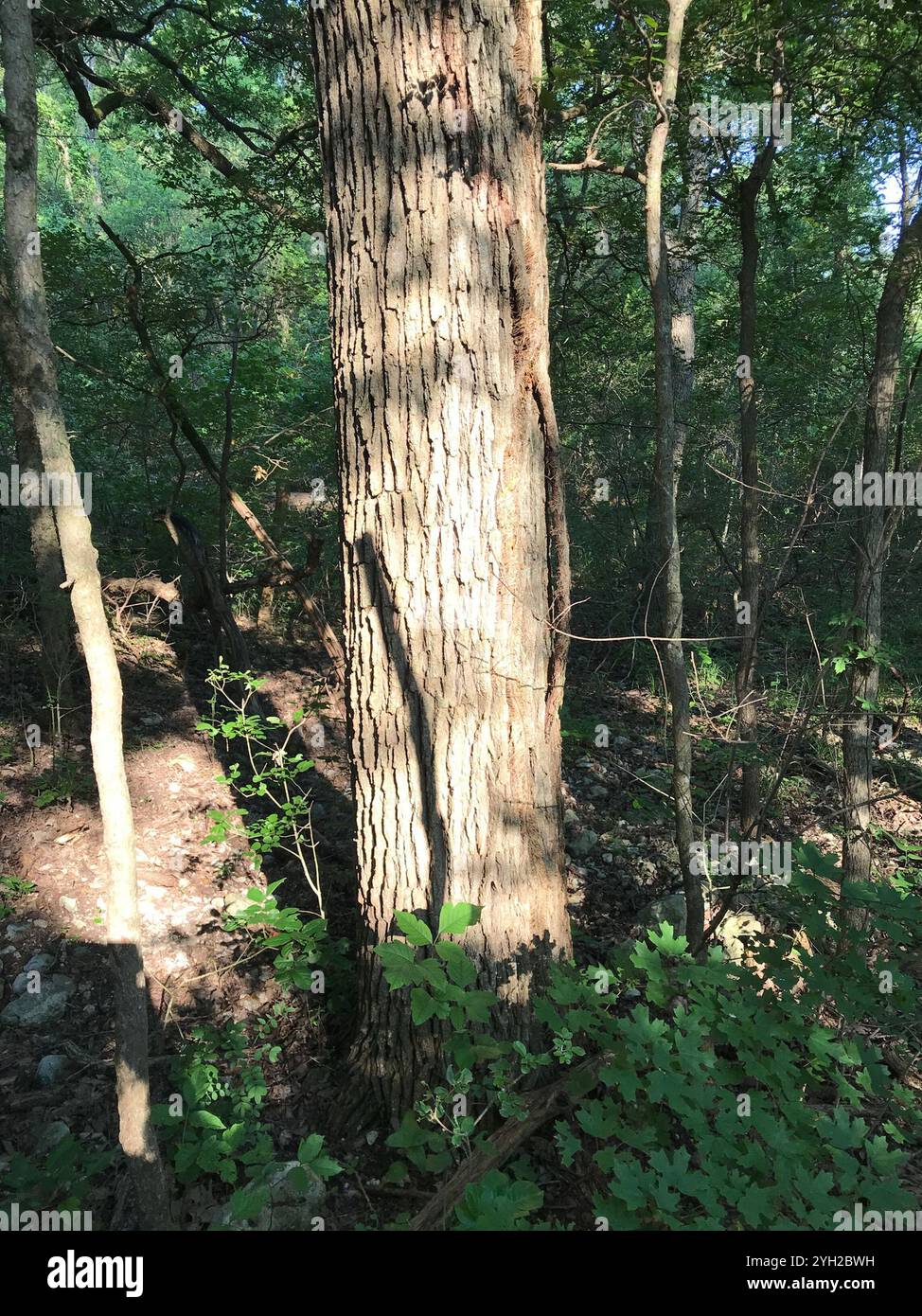 bur oak (Quercus macrocarpa Stock Photo - Alamy