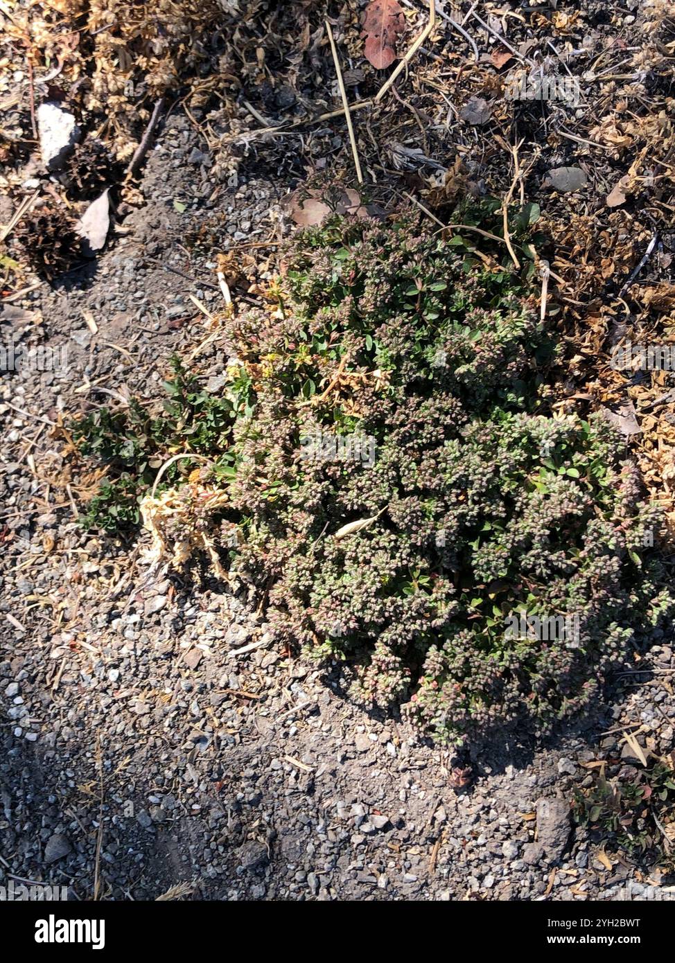 Polycarpon tetraphyllum hi-res stock photography and images - Alamy
