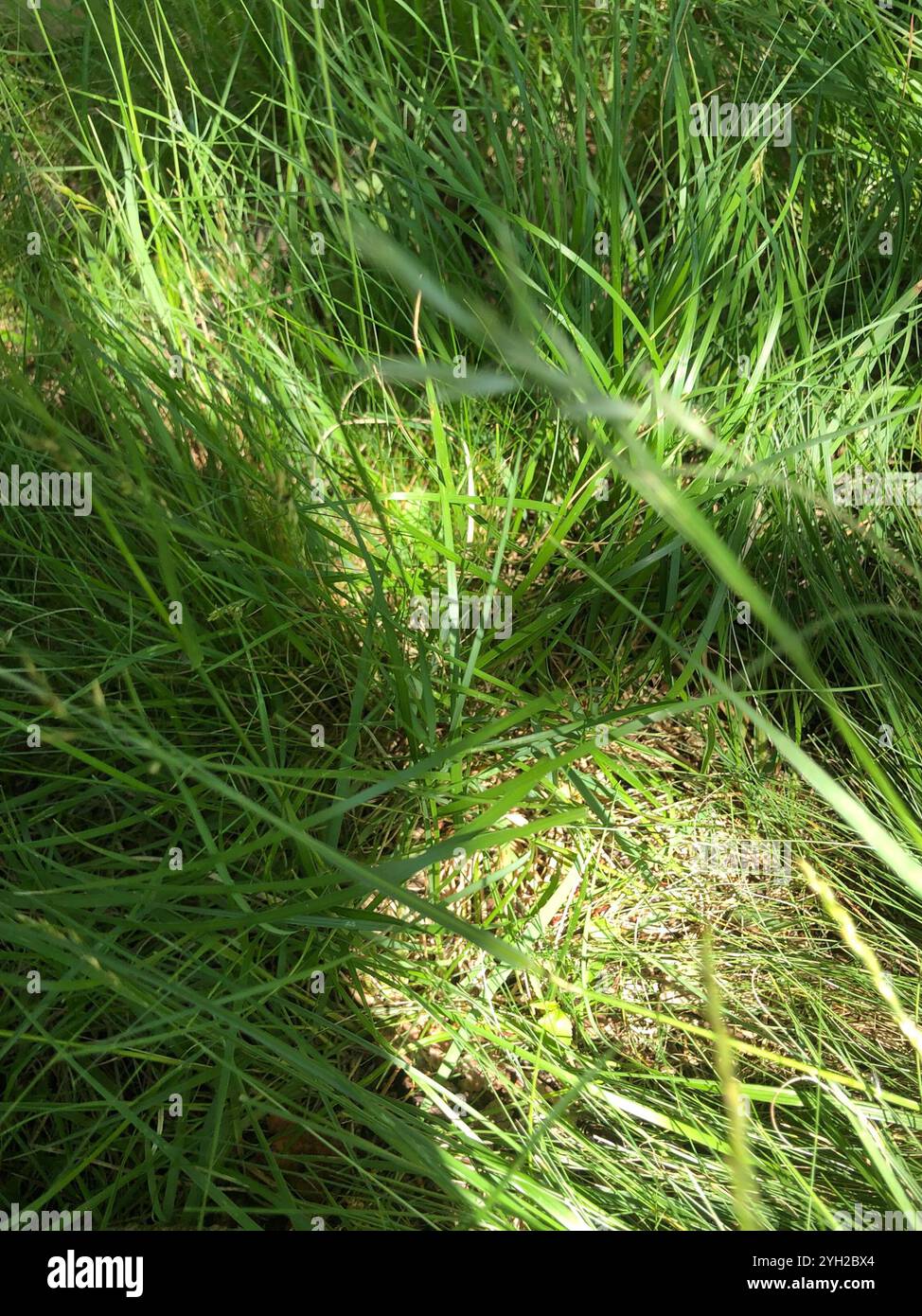 Flattened Oatgrass (Danthonia compressa Stock Photo - Alamy
