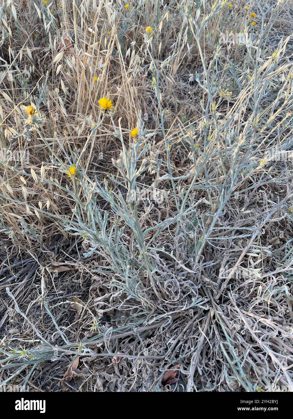 Yellow Star-Thistle (Centaurea solstitialis Stock Photo - Alamy