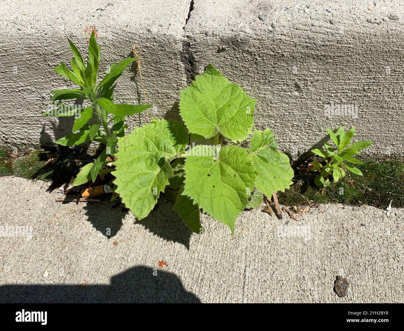 princess tree (Paulownia tomentosa Stock Photo - Alamy