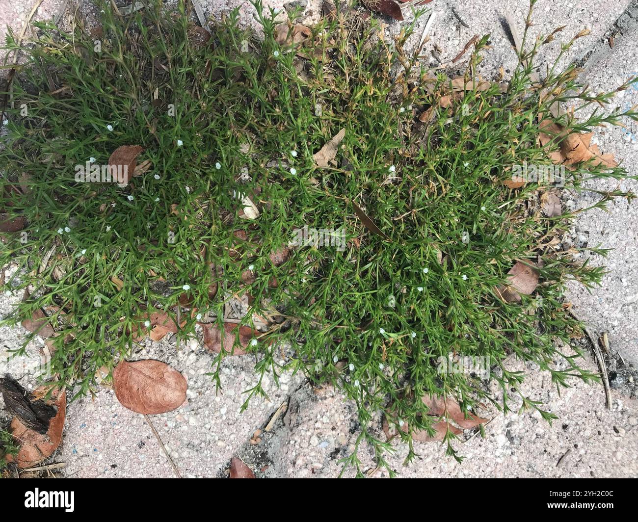 Rust Weed (Polypremum procumbens Stock Photo - Alamy
