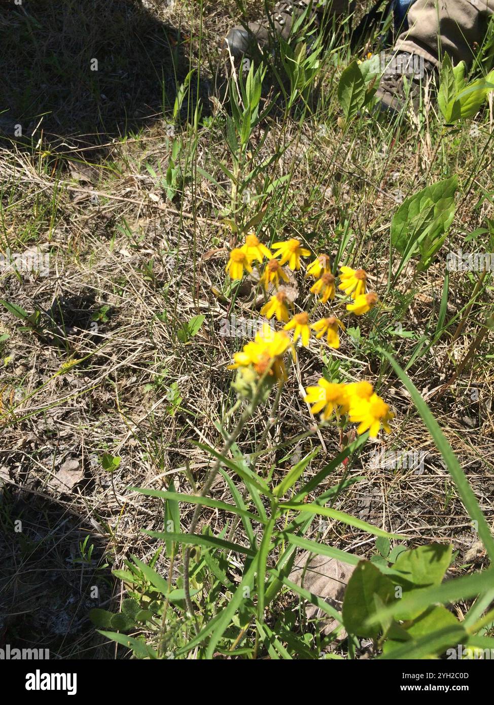 balsam ragwort (Packera paupercula Stock Photo - Alamy