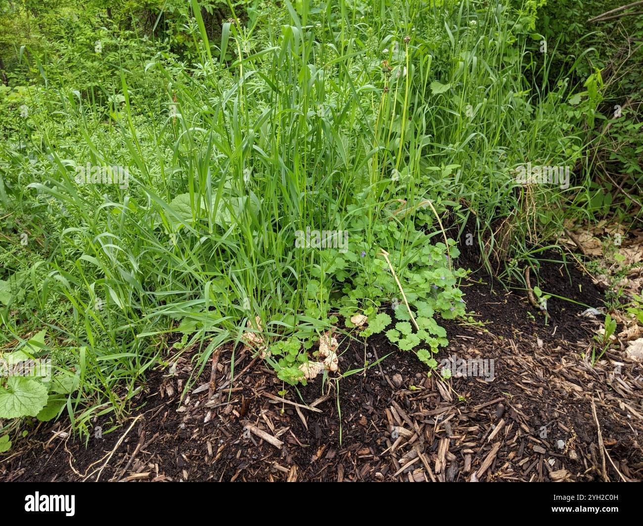 Physaraceae hi-res stock photography and images - Alamy