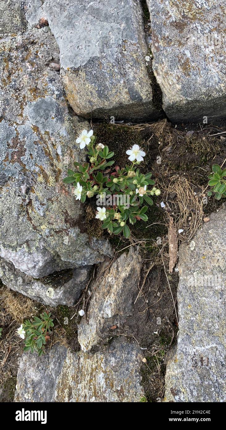 three-toothed cinquefoil (Sibbaldiopsis tridentata Stock Photo - Alamy