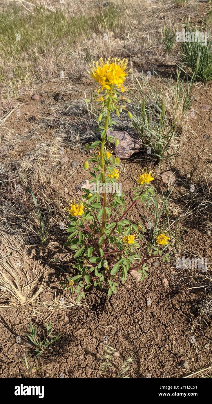 Stinkweed hi-res stock photography and images - Alamy