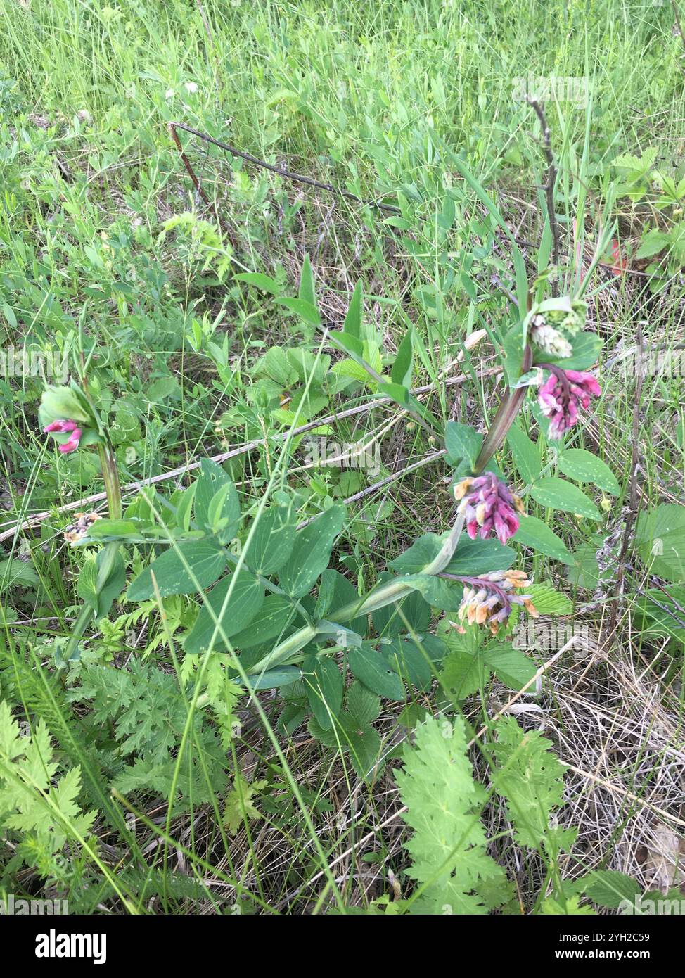Pisiform grass-pea (Lathyrus pisiformis Stock Photo - Alamy