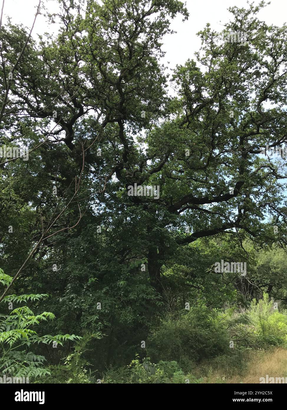 Texas live oak (Quercus fusiformis Stock Photo - Alamy