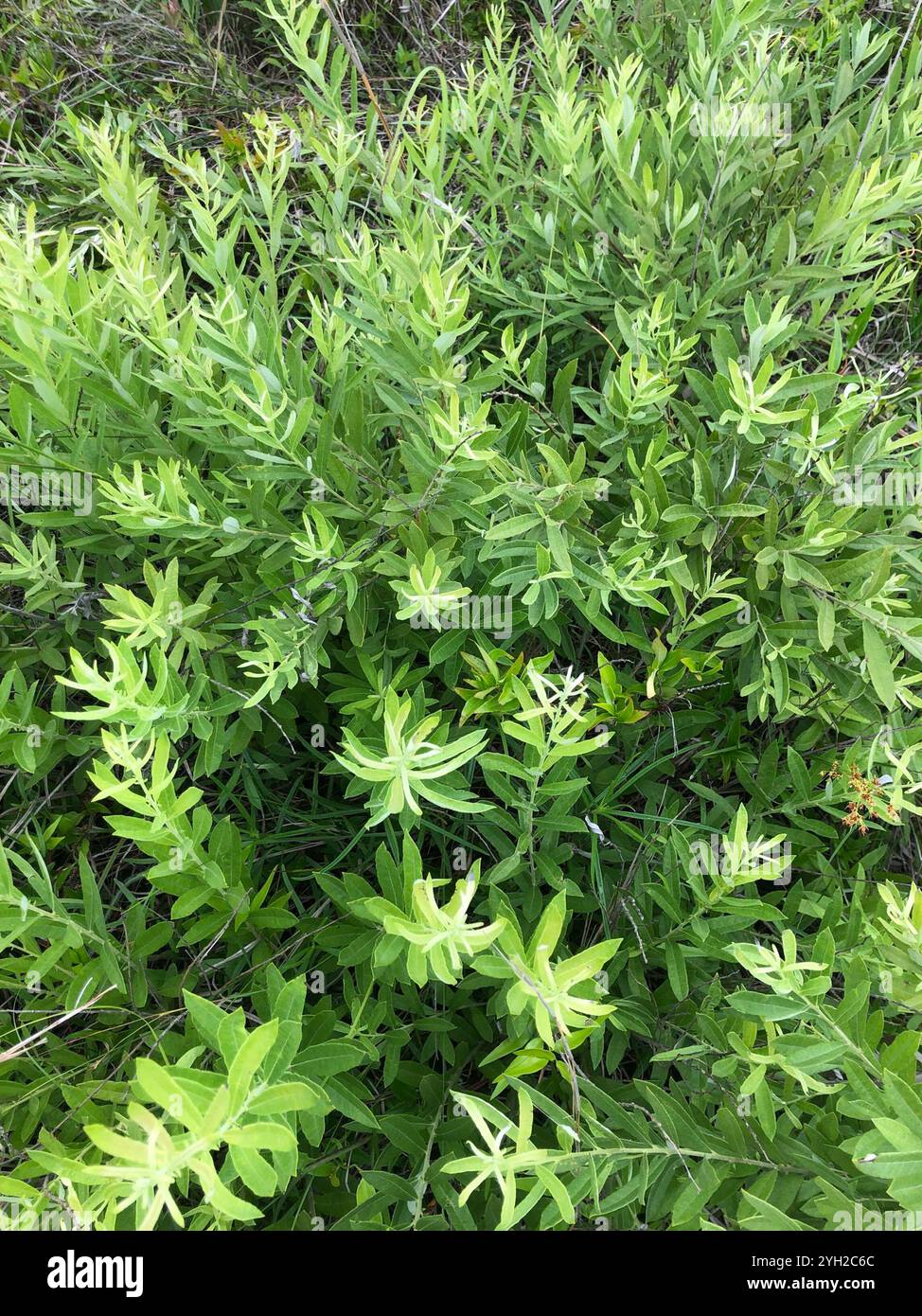 Prairie Willow (Salix humilis Stock Photo - Alamy
