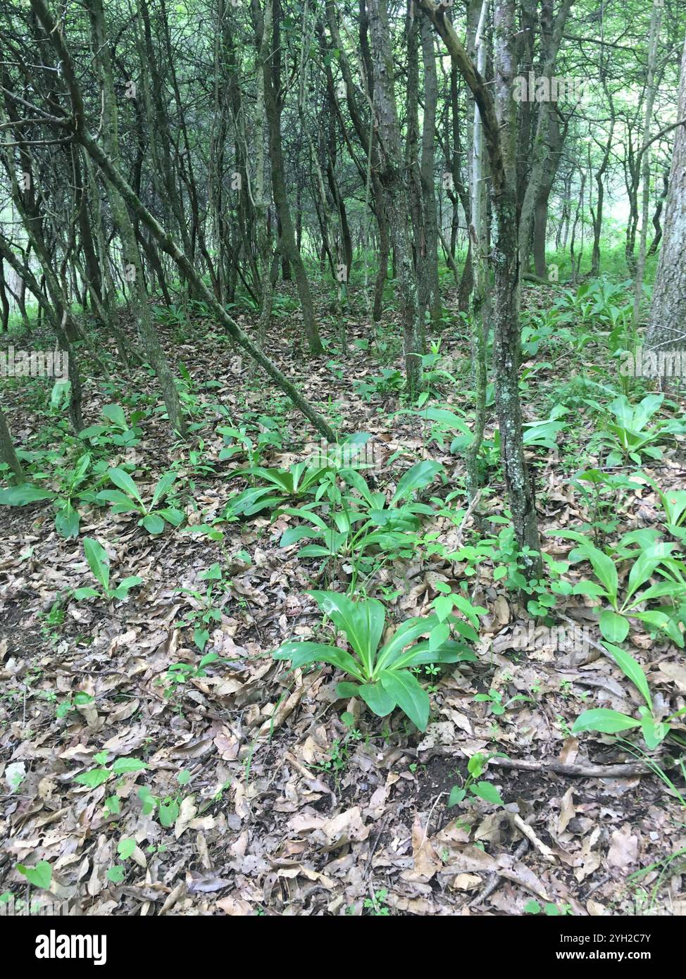 American columbo (Frasera caroliniensis Stock Photo - Alamy