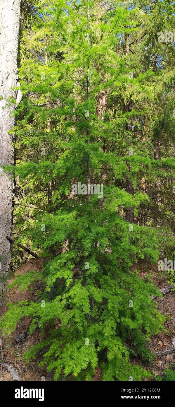 Siberian larch (Larix sibirica Stock Photo - Alamy