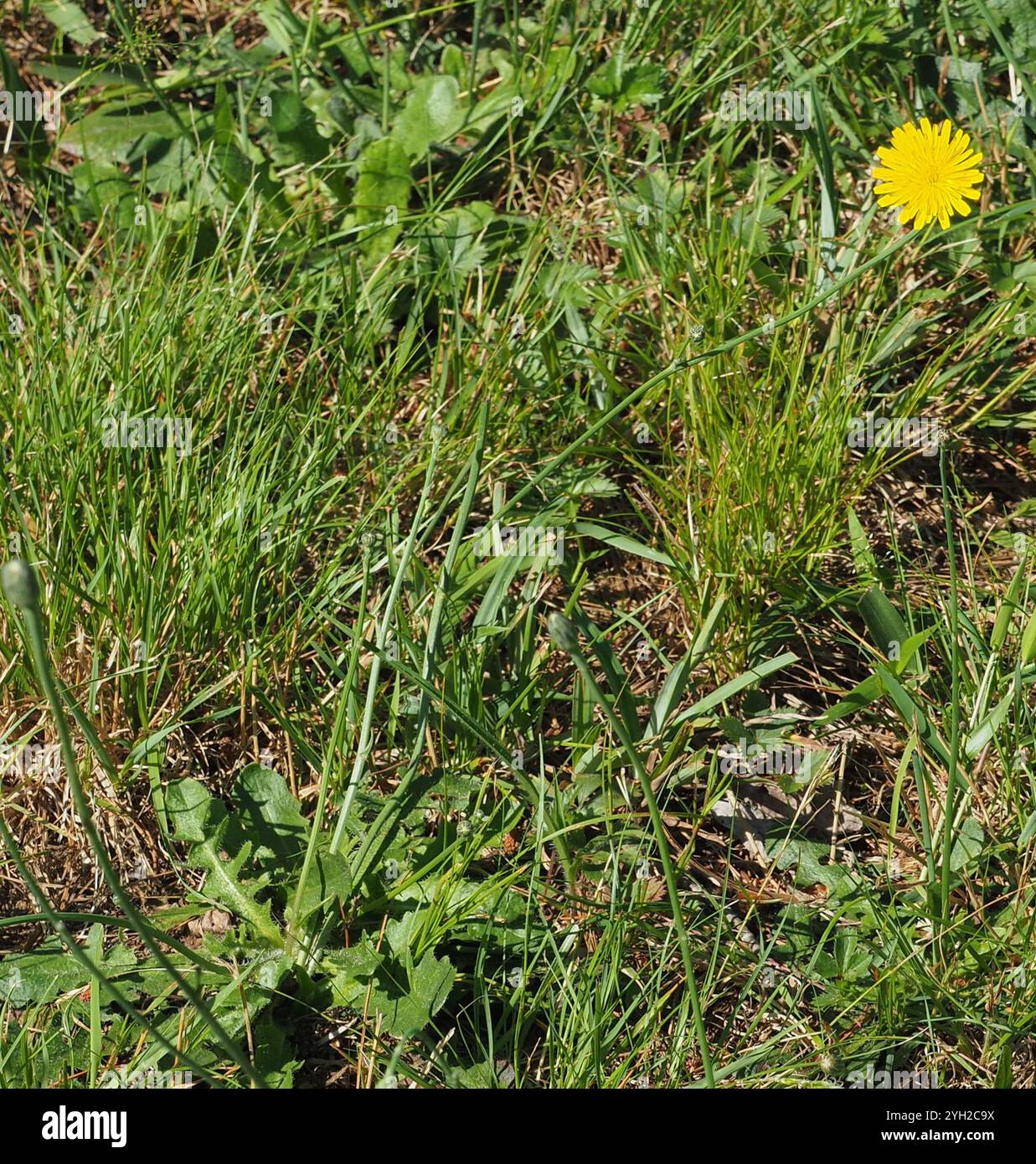 Common Cat's-ear (Hypochaeris radicata Stock Photo - Alamy