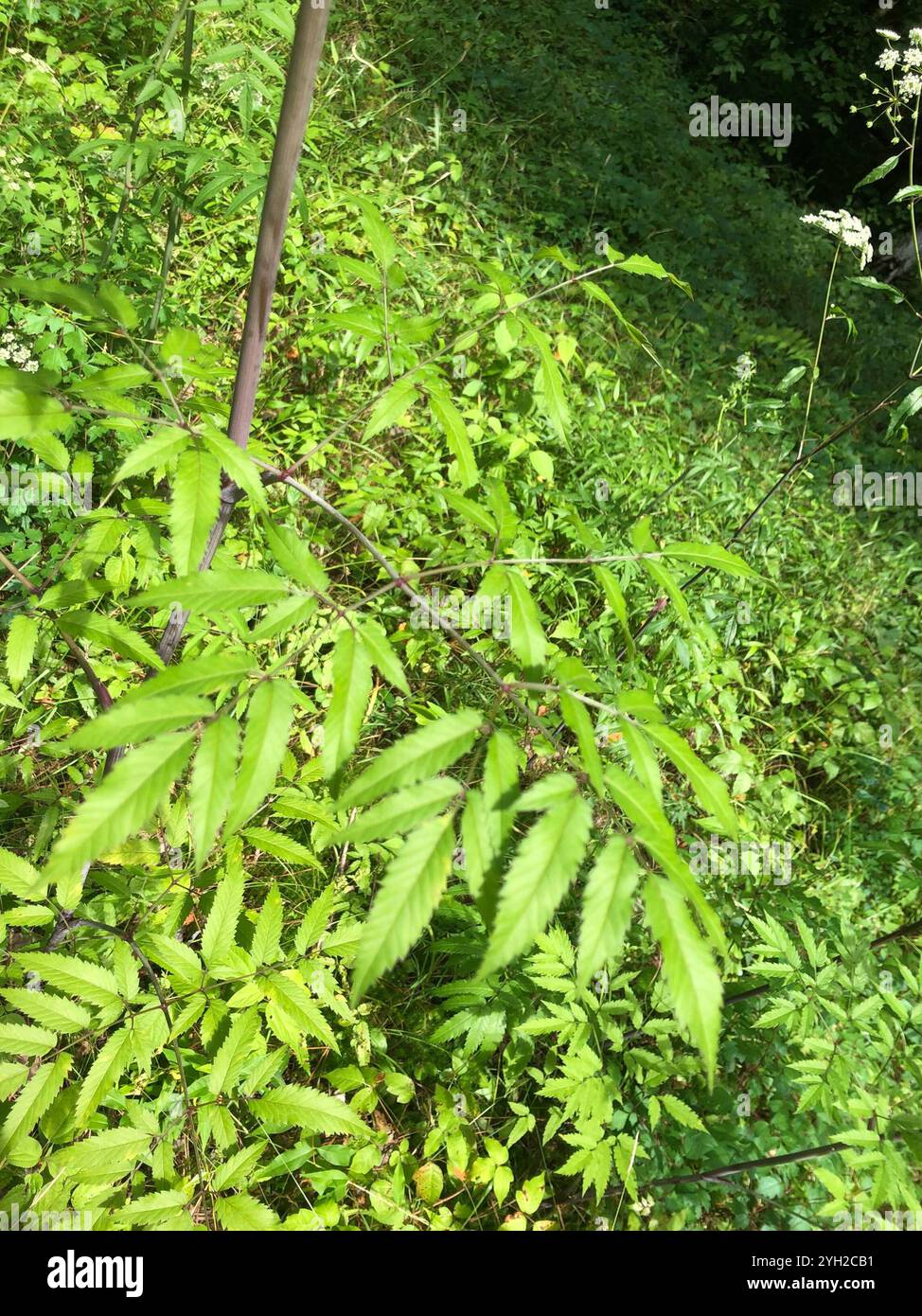 common water-hemlock (Cicuta maculata maculata Stock Photo - Alamy