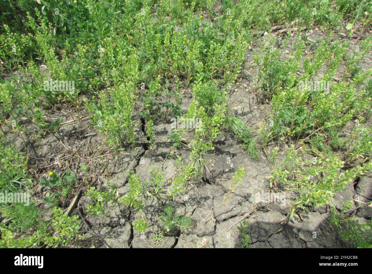 Common Peppergrass (Lepidium densiflorum Stock Photo - Alamy