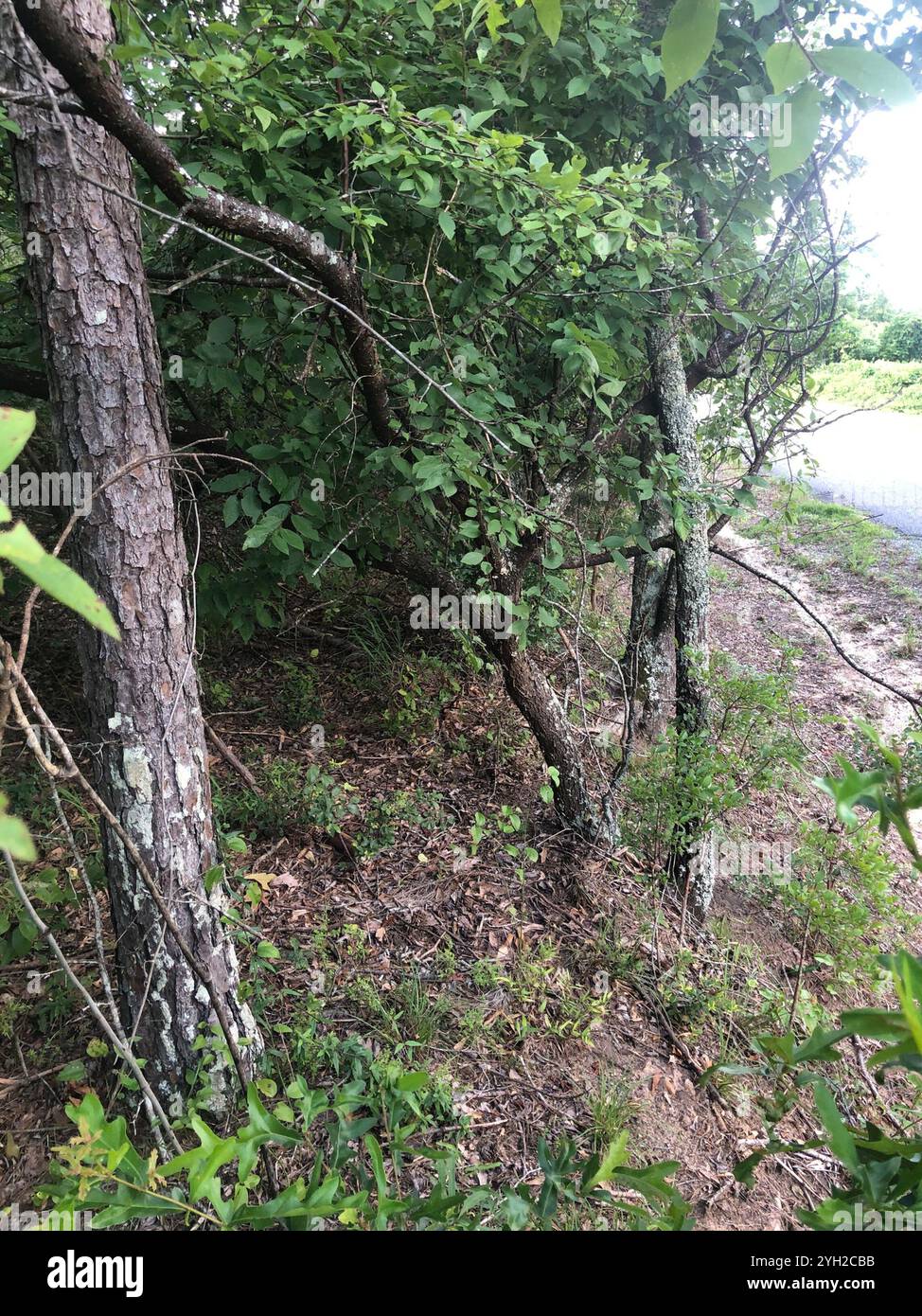 Hog Plum (Prunus umbellata Stock Photo - Alamy