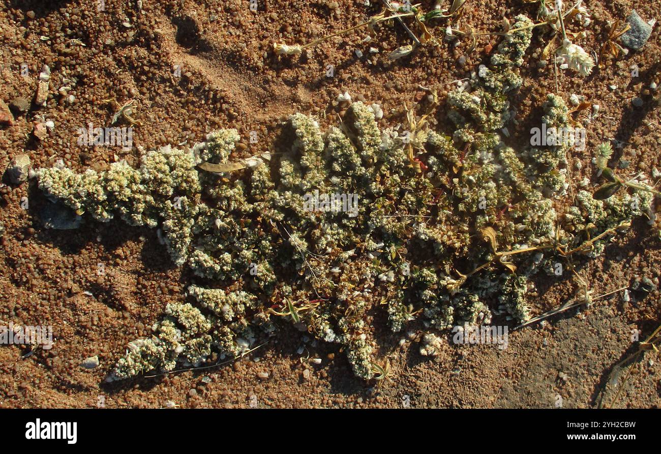 African Saltsorrel (Kewa bowkeriana Stock Photo - Alamy