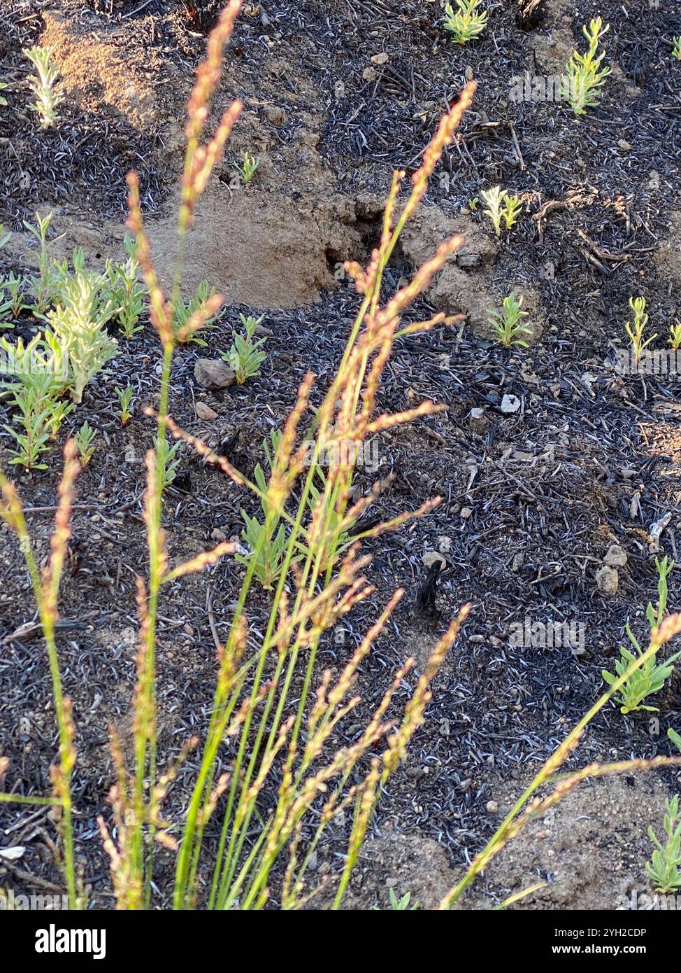 smallflower melicgrass (Melica imperfecta Stock Photo - Alamy