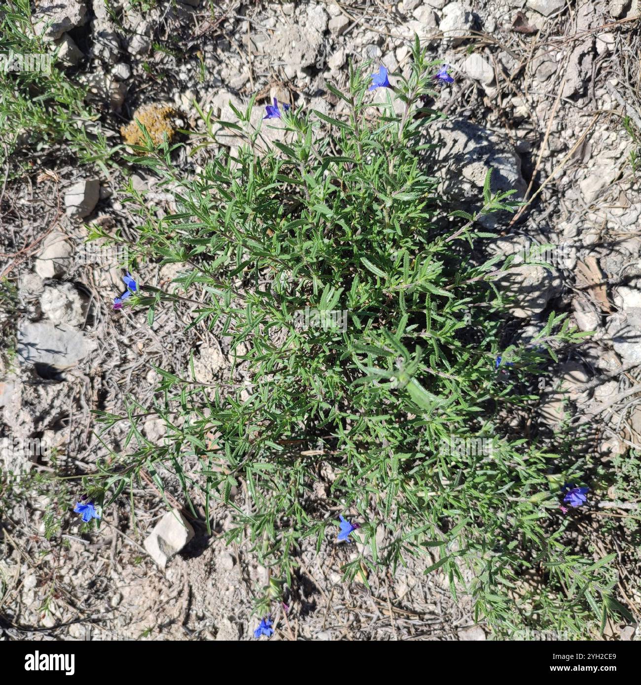 Shrubby gromwell lithodora fruticosa hi-res stock photography and ...