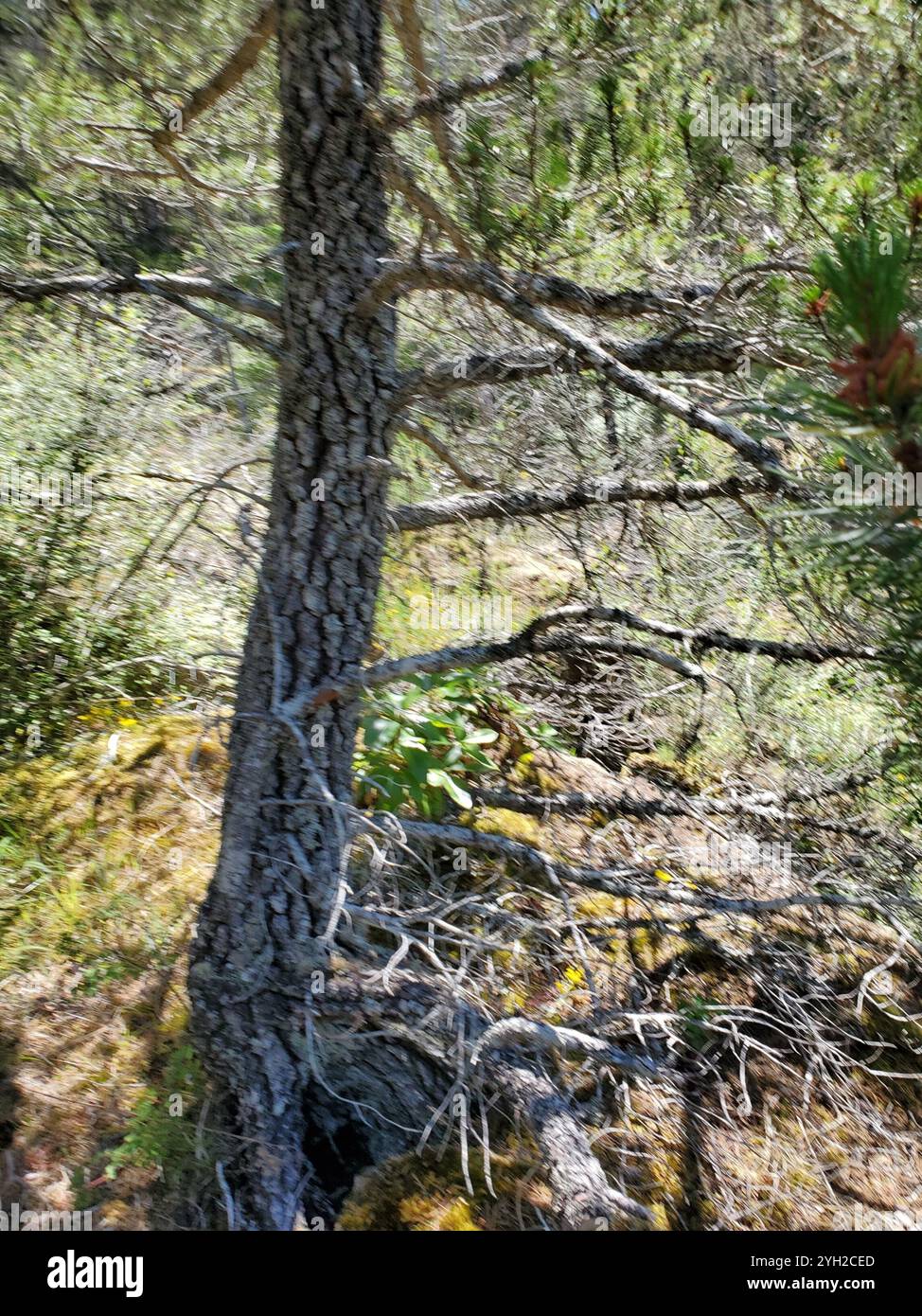 Shore Pine (Pinus contorta contorta Stock Photo - Alamy
