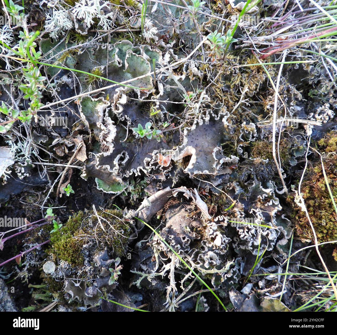 ruffled freckled pelt lichen (Peltigera leucophlebia Stock Photo - Alamy