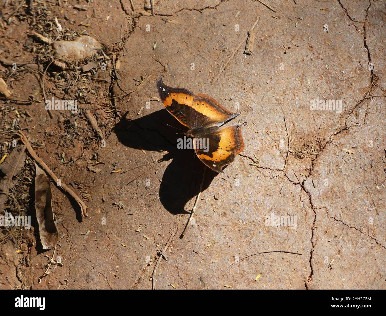 Precis tugela hi-res stock photography and images - Alamy