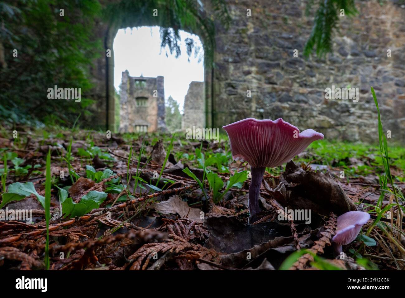 Old castle archdale hi-res stock photography and images - Alamy
