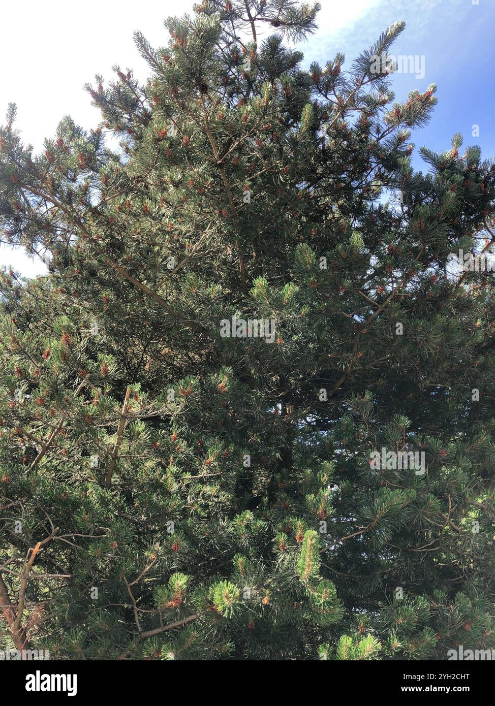 hard pines (Pinus Stock Photo - Alamy