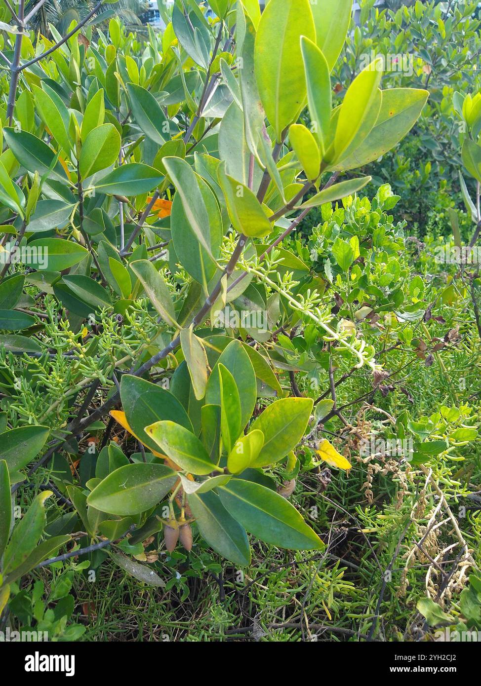 red mangrove (Rhizophora mangle Stock Photo - Alamy