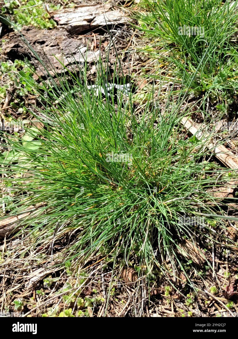 Roemeri hi-res stock photography and images - Alamy