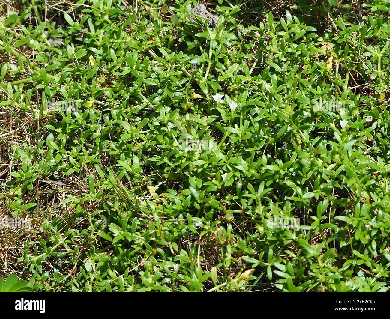 Creeping Dentella (Dentella repens Stock Photo - Alamy