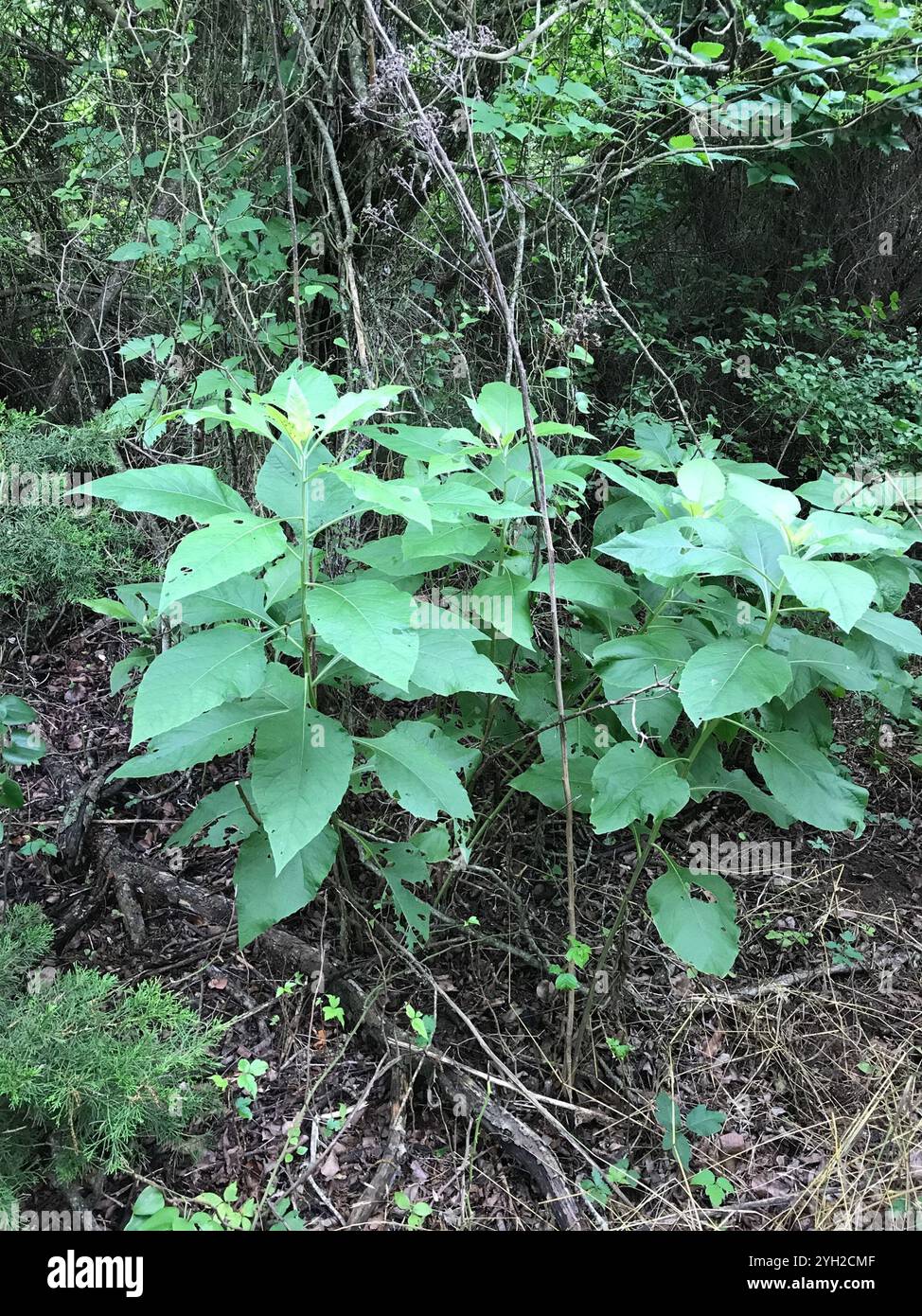 frostweed (Verbesina virginica Stock Photo - Alamy