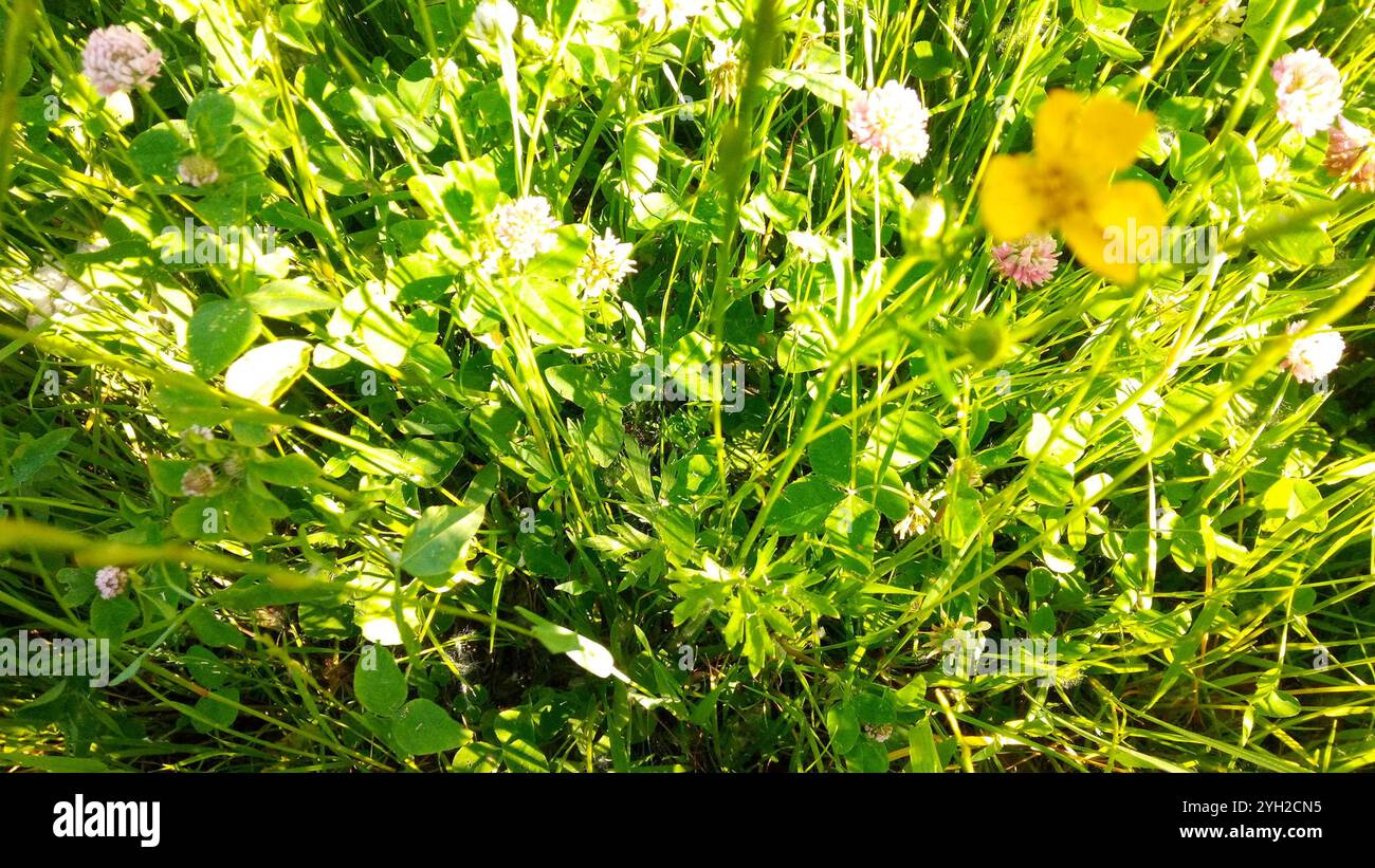 Multi-flowered Buttercup (Ranunculus polyanthemos Stock Photo - Alamy