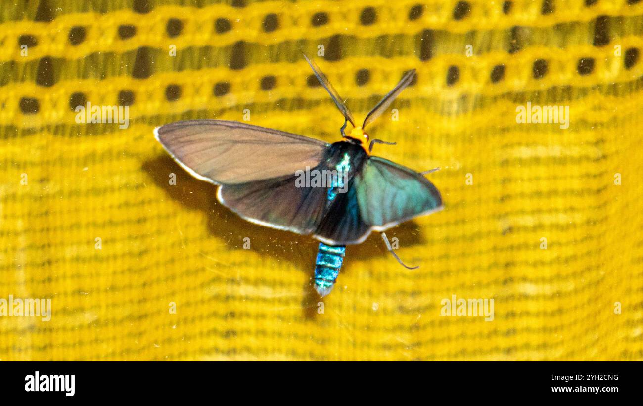 Virginia ctenucha moth virginica hi-res stock photography and images ...
