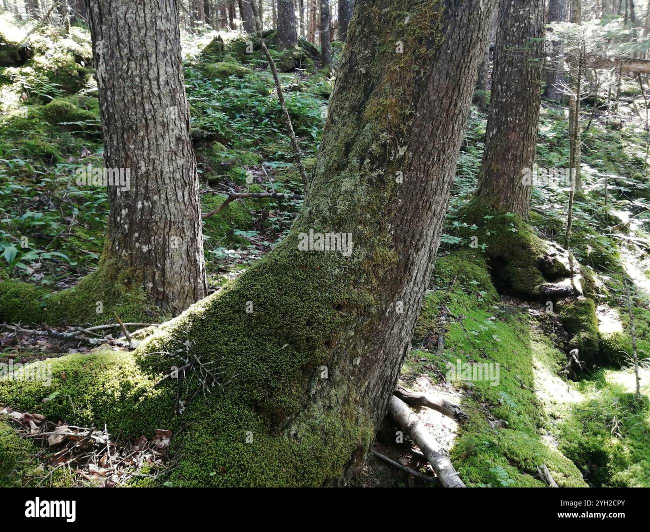 red spruce (Picea rubens Stock Photo - Alamy
