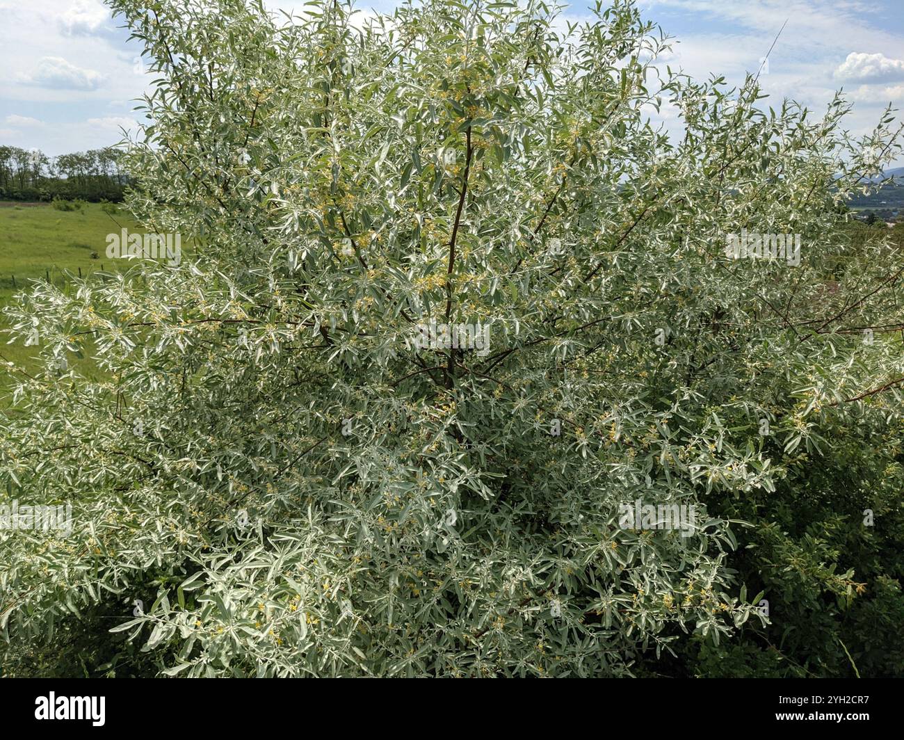 Russian olive (Elaeagnus angustifolia Stock Photo - Alamy