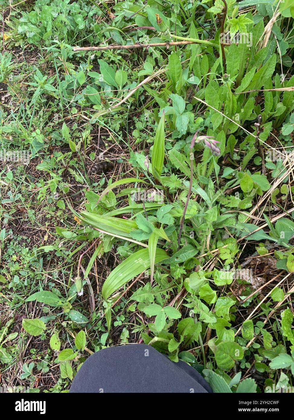 bronze-bells (Anticlea occidentalis Stock Photo - Alamy