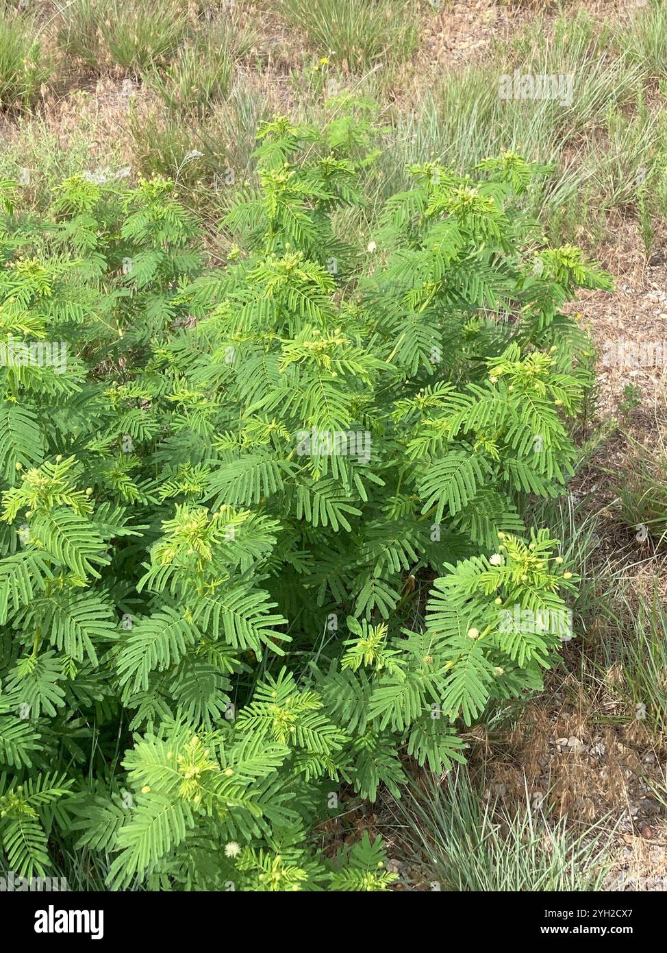 Mimoseae hi-res stock photography and images - Alamy