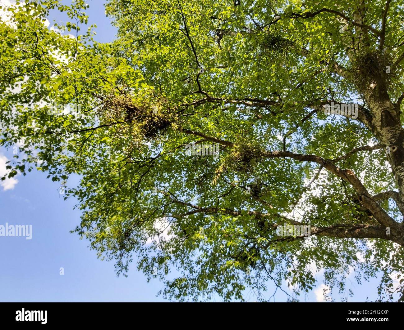 Birch Witch's-broom (Taphrina betulina Stock Photo - Alamy