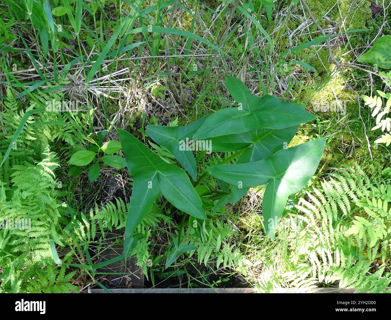 Green Arrow Arum (Peltandra virginica Stock Photo - Alamy