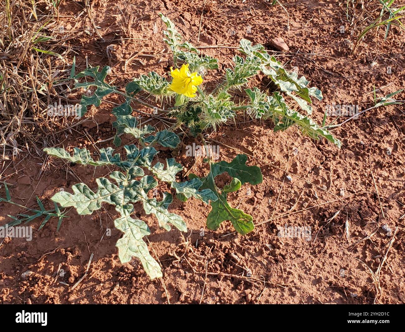 buffalo-bur (Solanum rostratum Stock Photo - Alamy