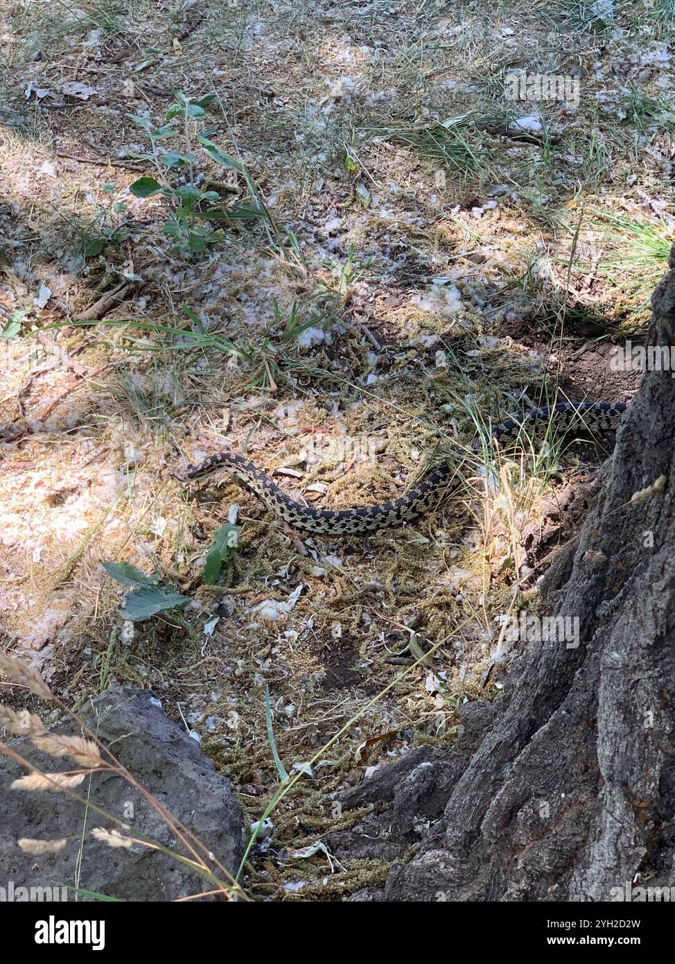 Gopher Snake (Pituophis catenifer Stock Photo - Alamy