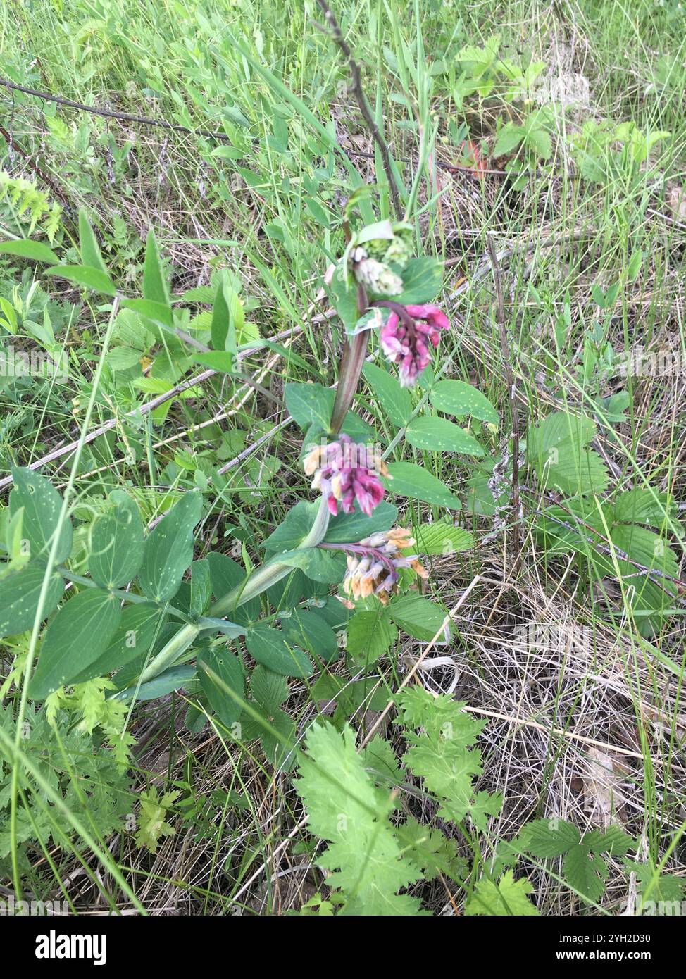 Pisiform grass-pea (Lathyrus pisiformis Stock Photo - Alamy