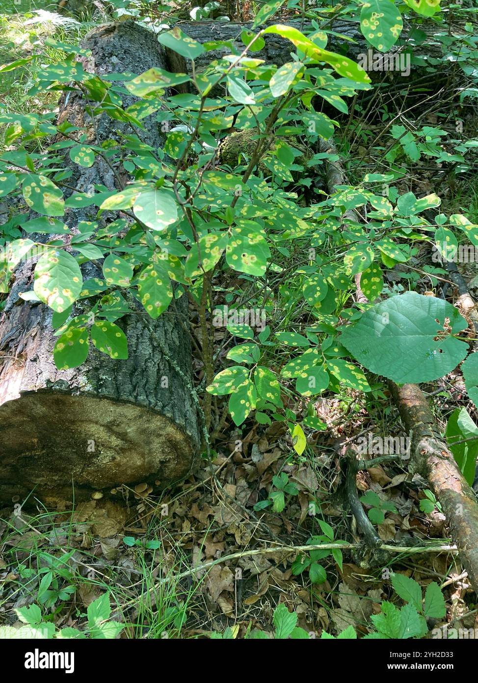 eastern leatherwood (Dirca palustris Stock Photo - Alamy