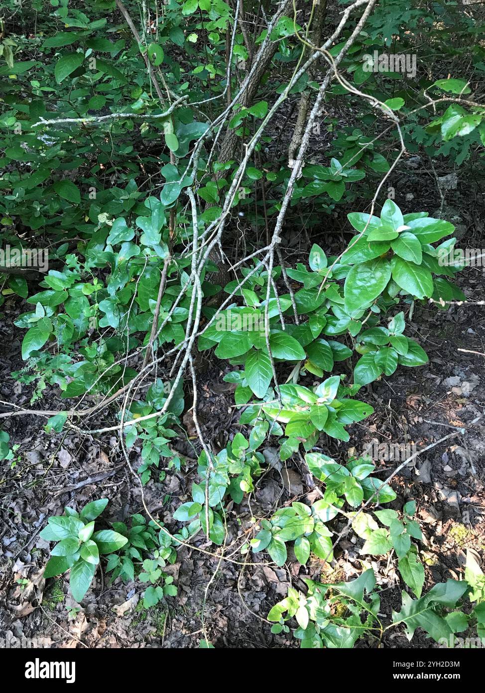 Texabama croton (Croton alabamensis texensis Stock Photo - Alamy