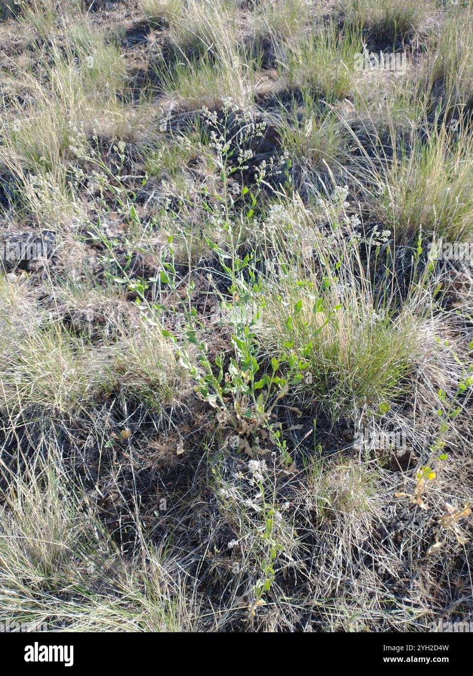 broadleaved pepperweed (Lepidium latifolium Stock Photo - Alamy