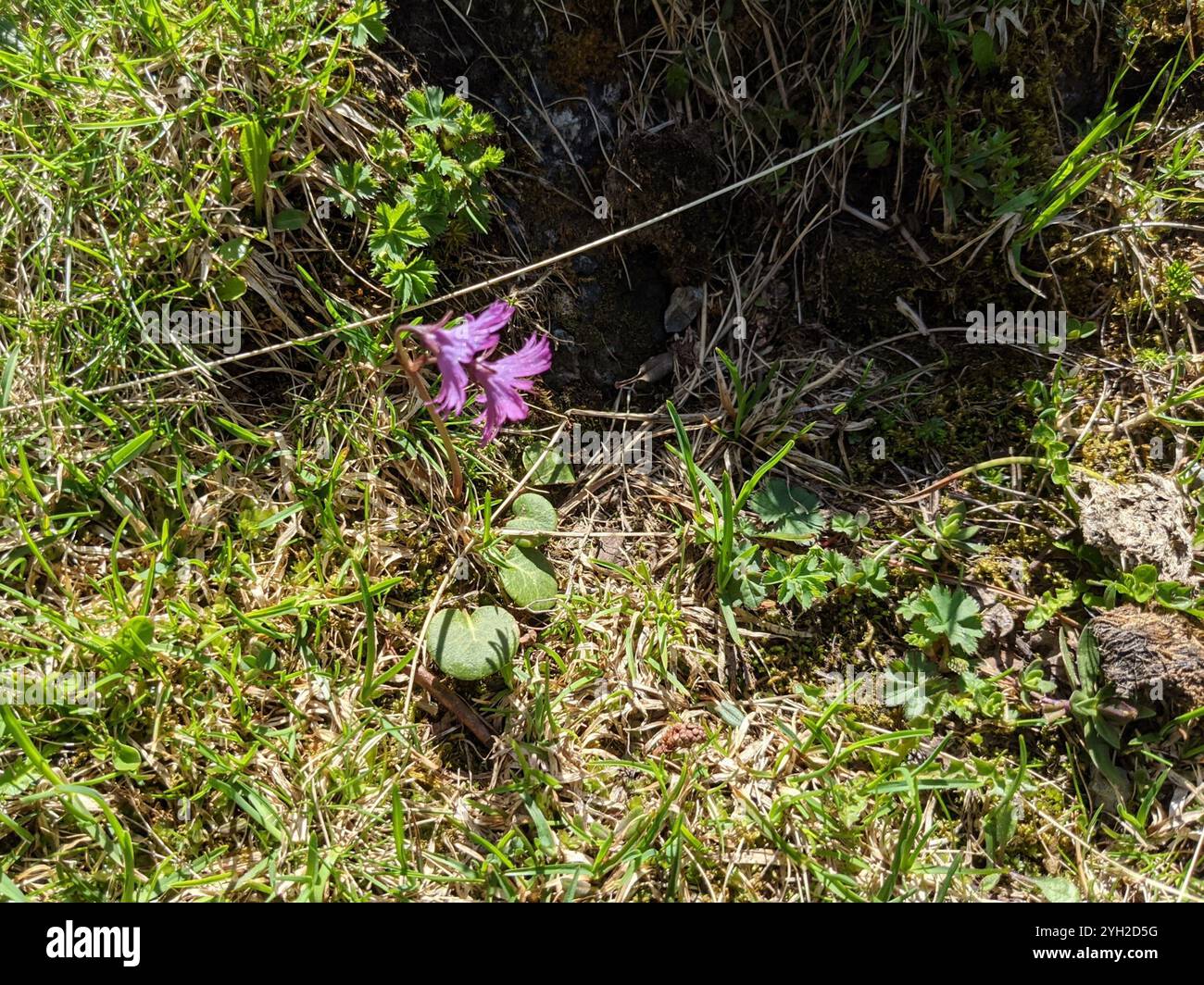 Alpine Snowbell (Soldanella alpina Stock Photo - Alamy