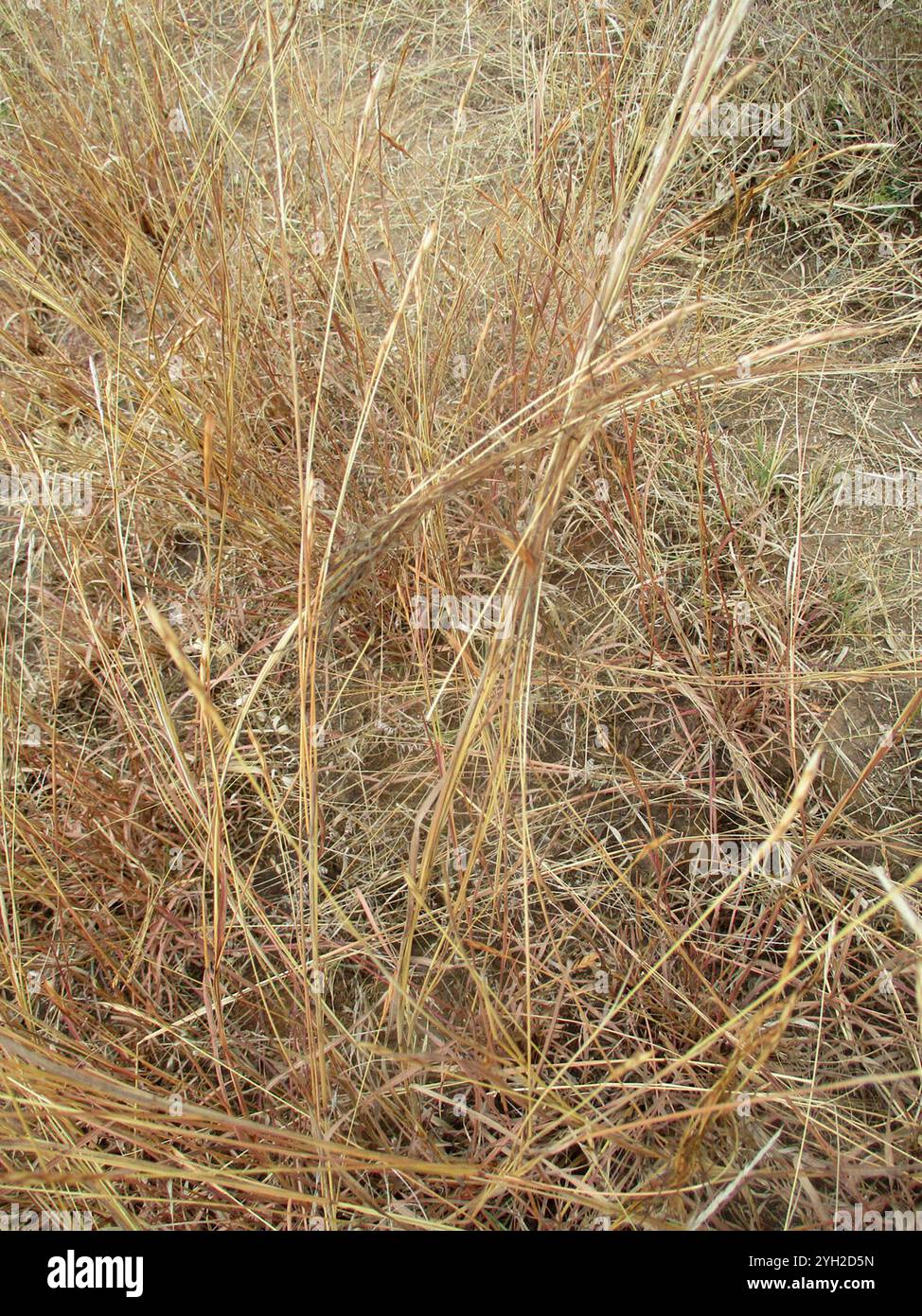 tanglehead (Heteropogon contortus Stock Photo - Alamy